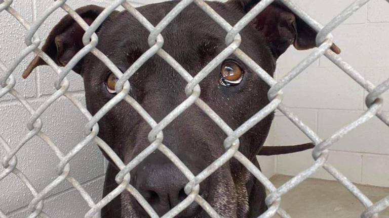 Dog euthanasia triples on Sunshine Coast after law change