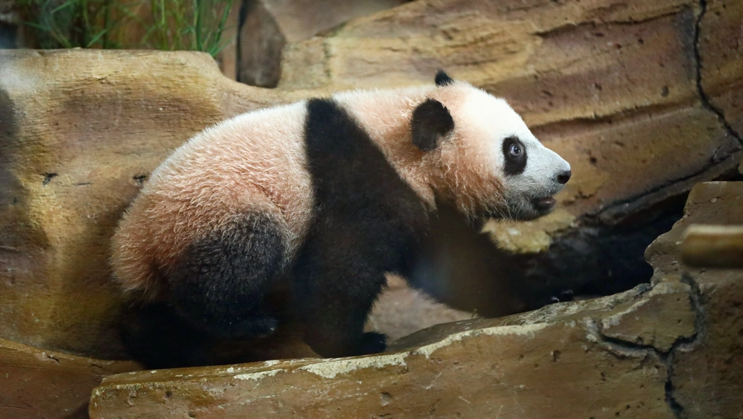 11 animals with remarkable life stage transformations