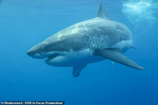Insane moment fisherman wrangles great white shark on the shores of ...