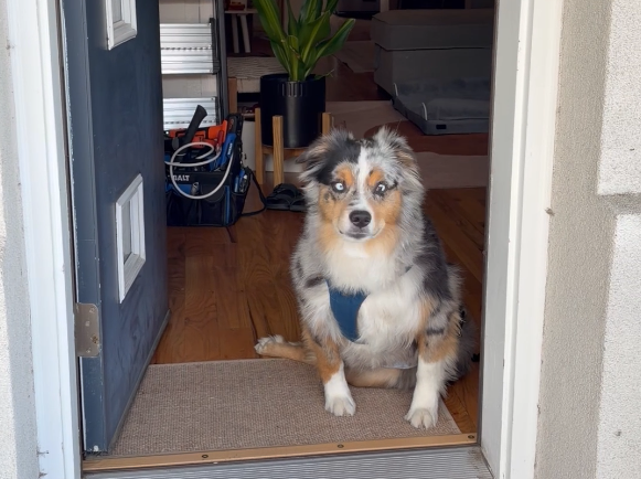 Viral paralyzed pup gets new wheels after wheelchair stolen from front ...