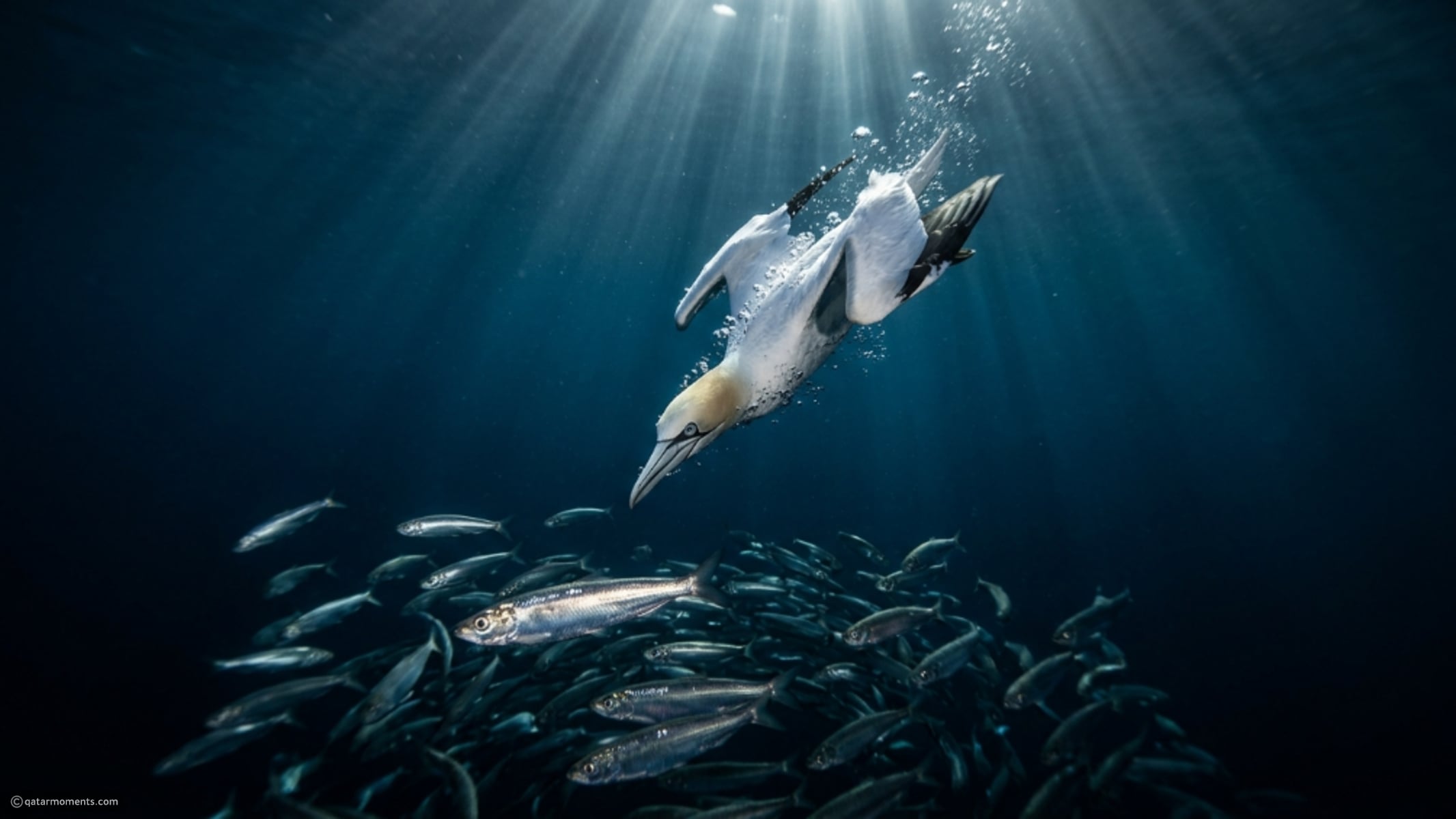 These remarkable birds can fly through the sky and swim beneath the water