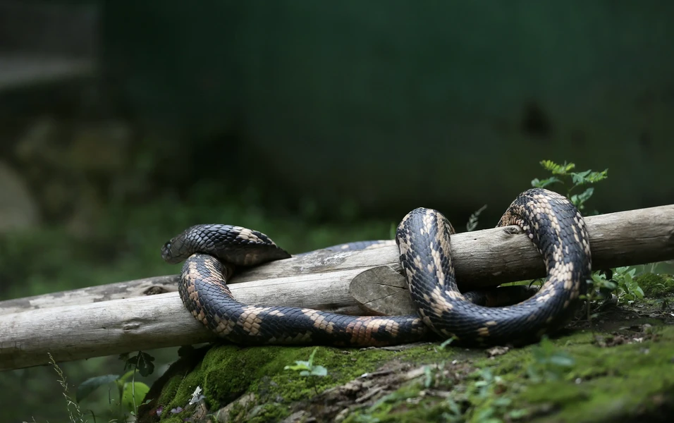 Snake safety tips every outdoor lover needs