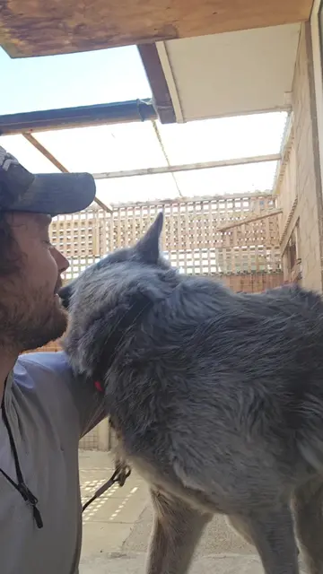 Jetty cannot stop giving me kisses