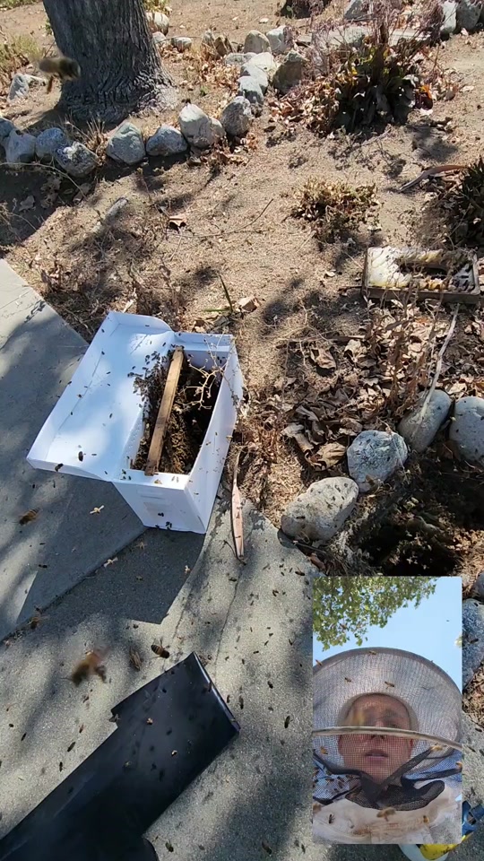 Covered in bees while removing a backyard hive
