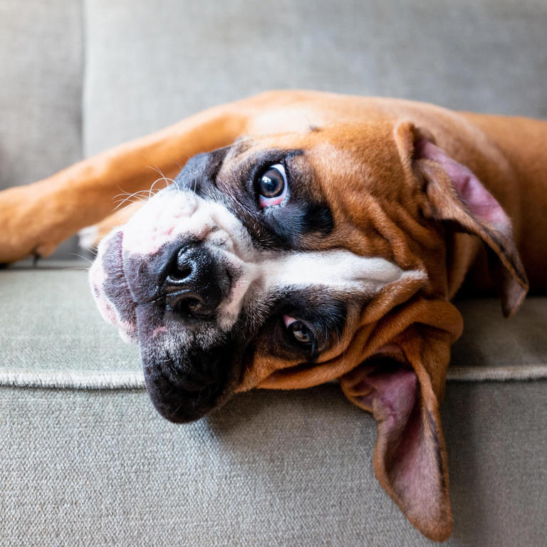 Should you delay veterinary care because of cost?