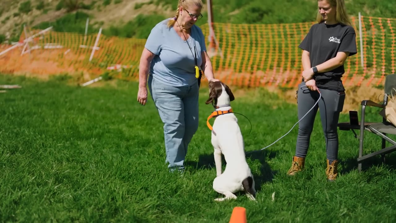 Incredible patterns: Unlocking effective dog training