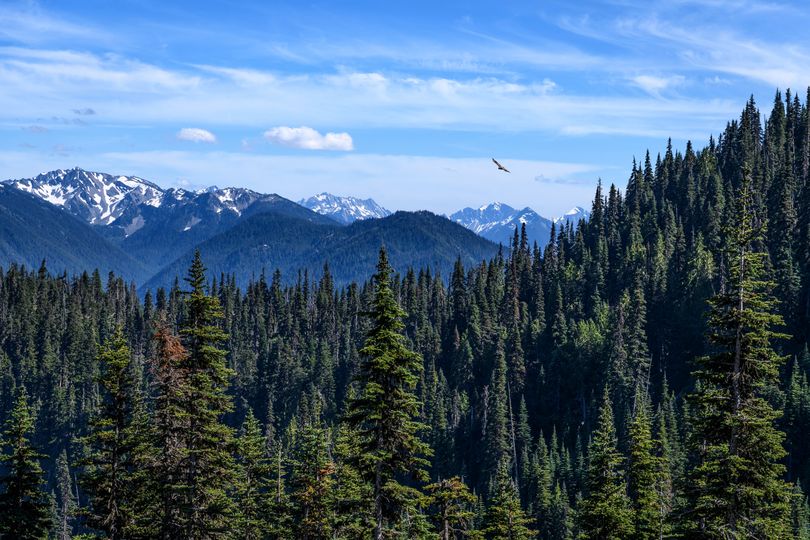 Human remains found in sleeping bag in national park identified 26 ...