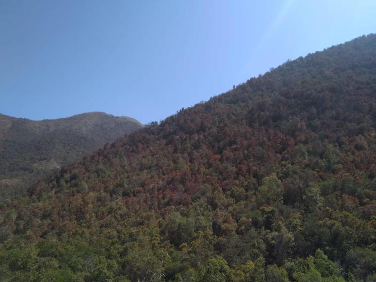 La batalla invisible del bosque esclerófilo: capturar carbono sin ...