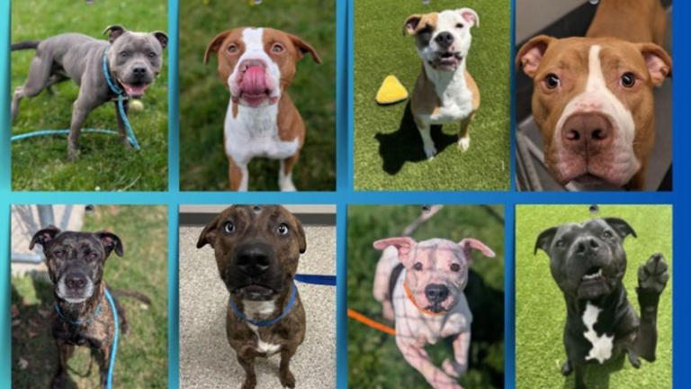 Cedar Rapids Animal Care & Control reaches dog capacity, urges ...