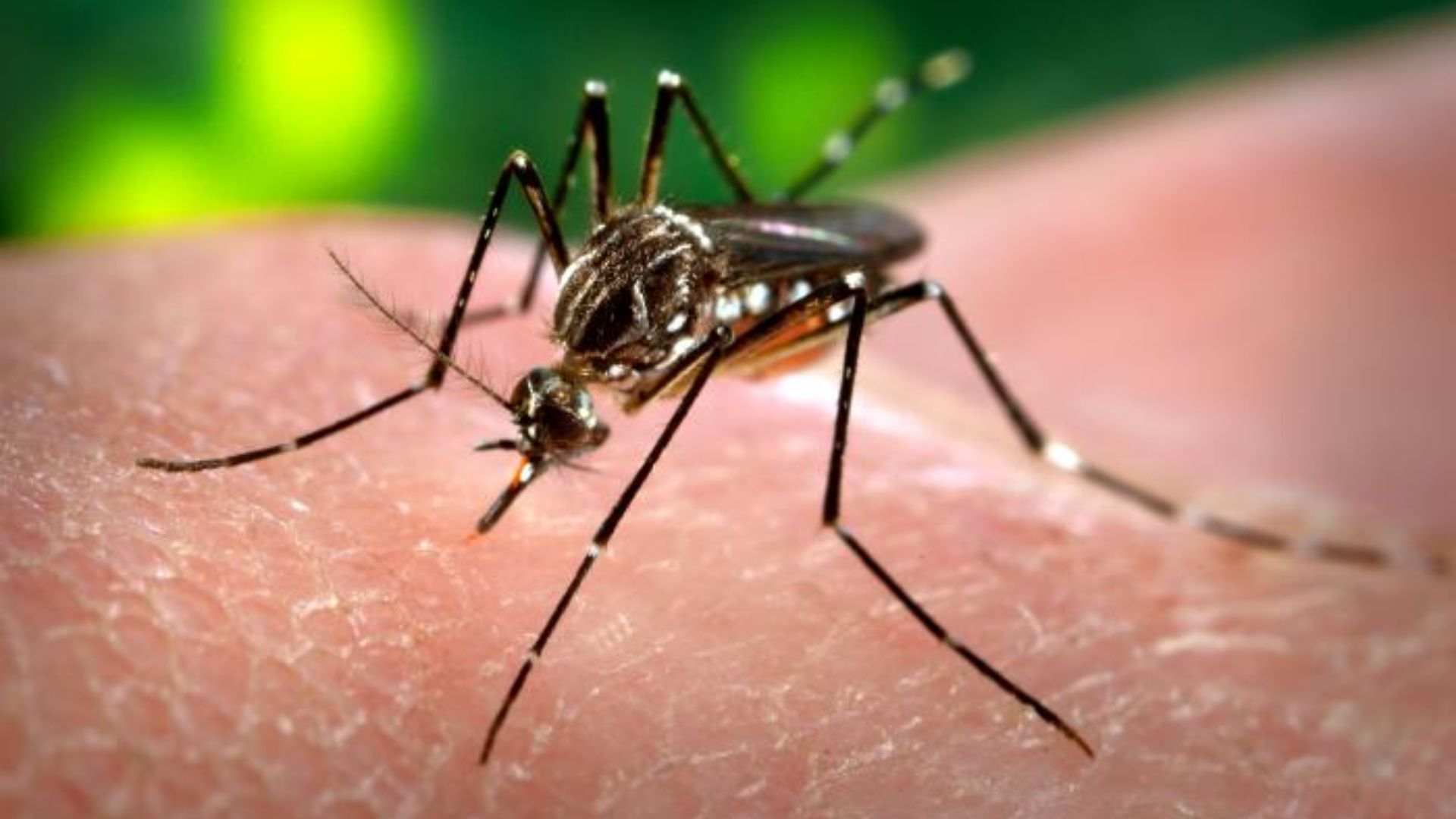 20 times a pest changed human history