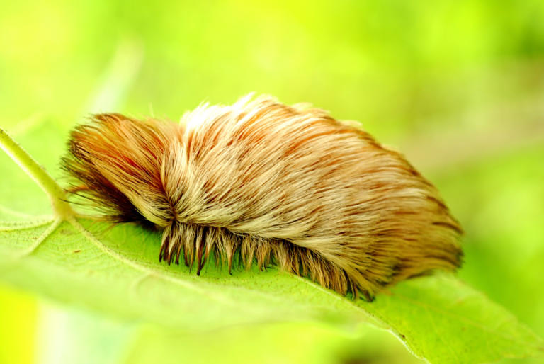 Puss caterpillar is one of North America's most venomous insects