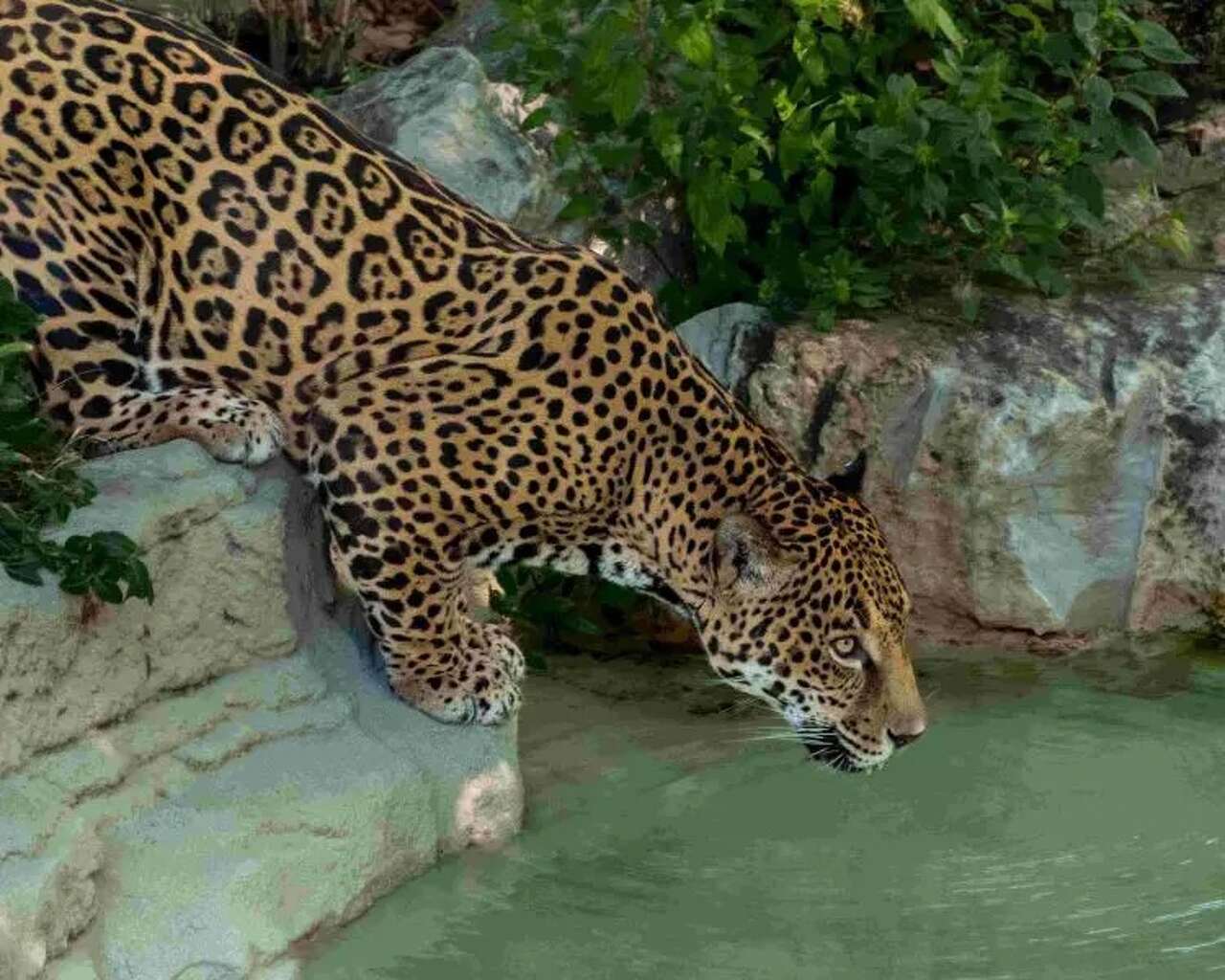 Saint Louis Zoo’s 17-year-old jaguar dies after kidney failure