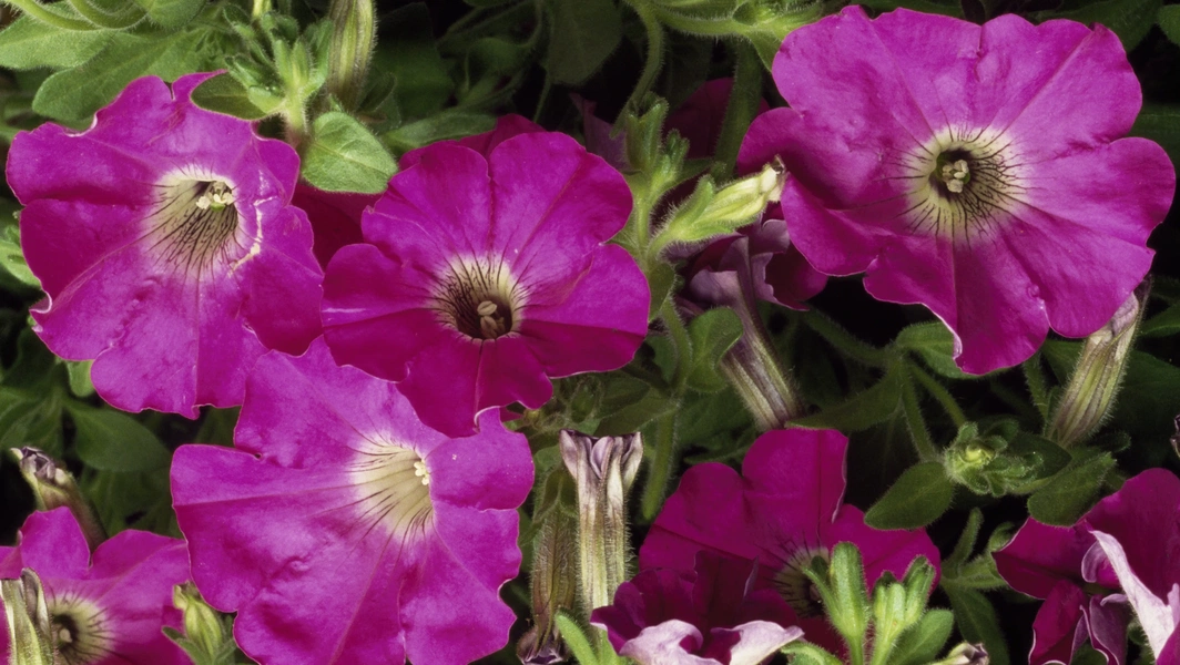 Caring for and reviving petunias