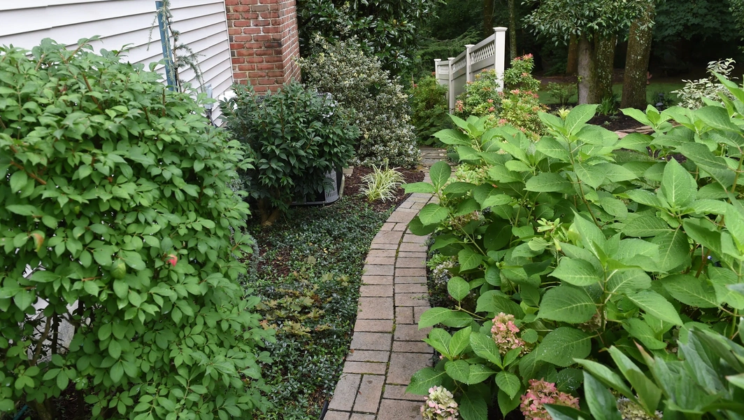8 hardy ground covers for shaded tree roots