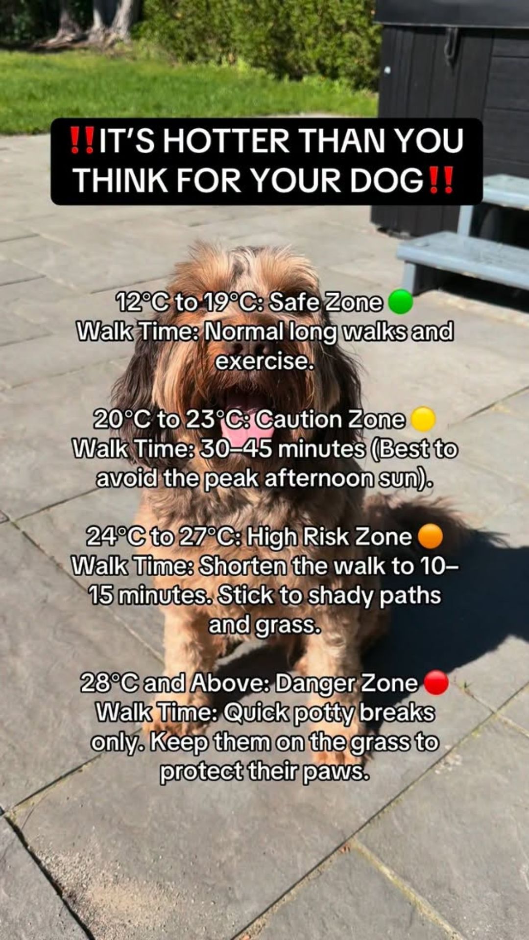 Dog safety tips: Protect their paws from hot pavement
