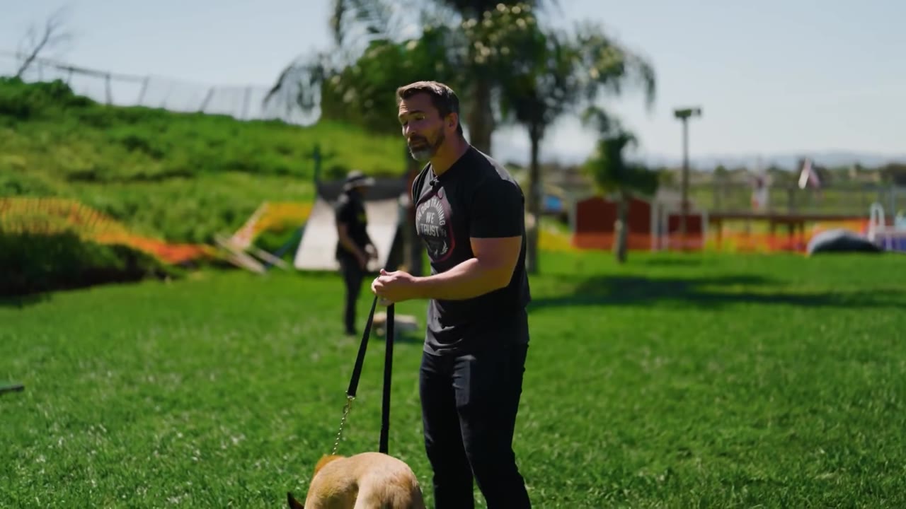They tried to control dog behavior - then chaos ensued