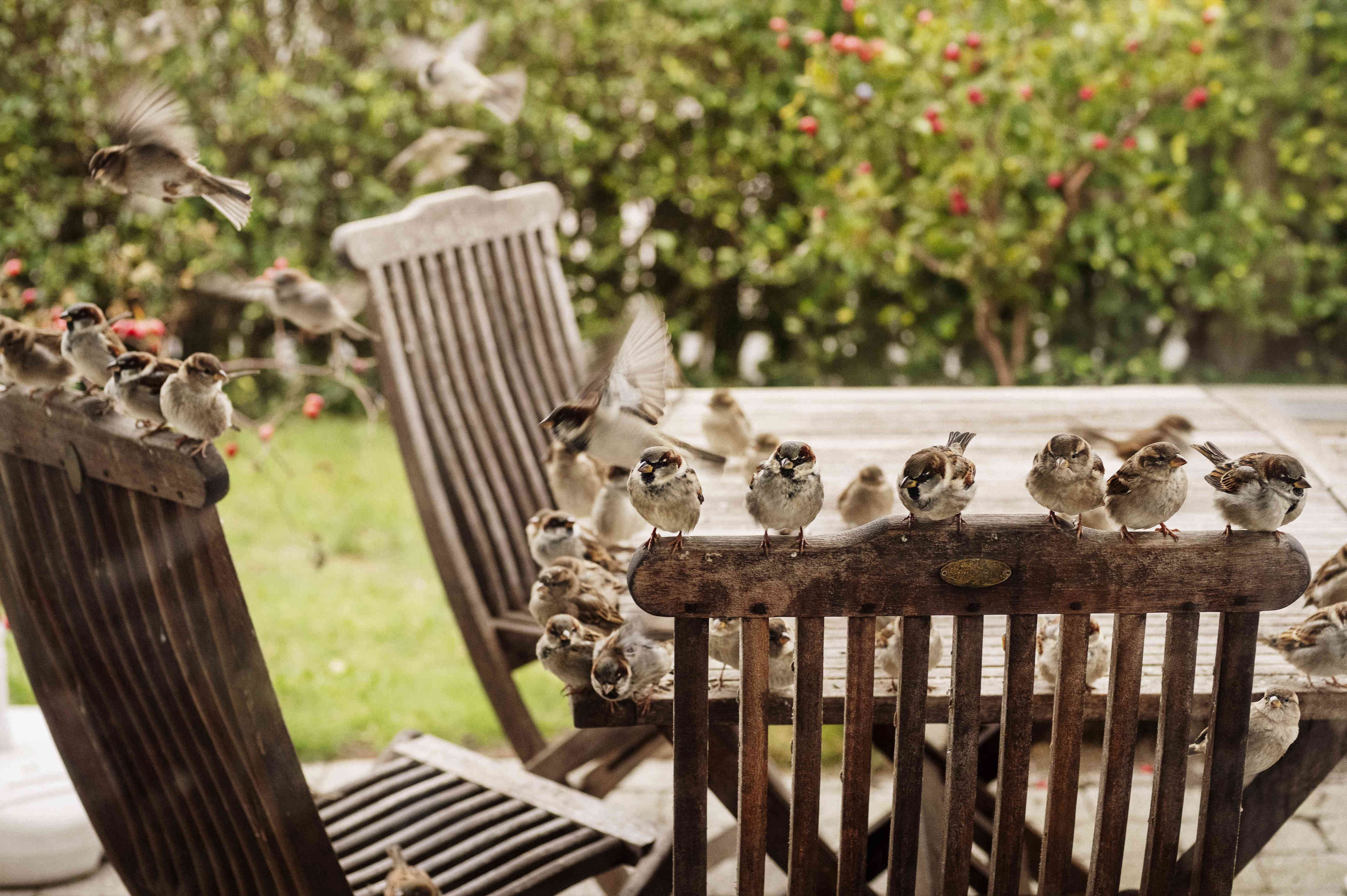 How to stop birds from pooping on your patio