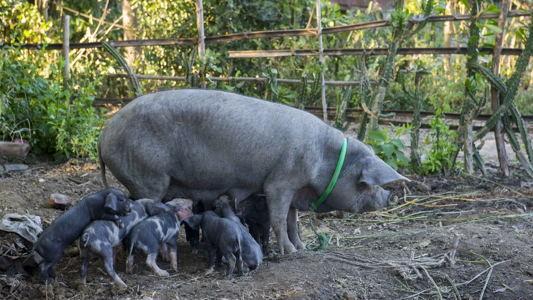 11 extraordinary and unusual animal facts