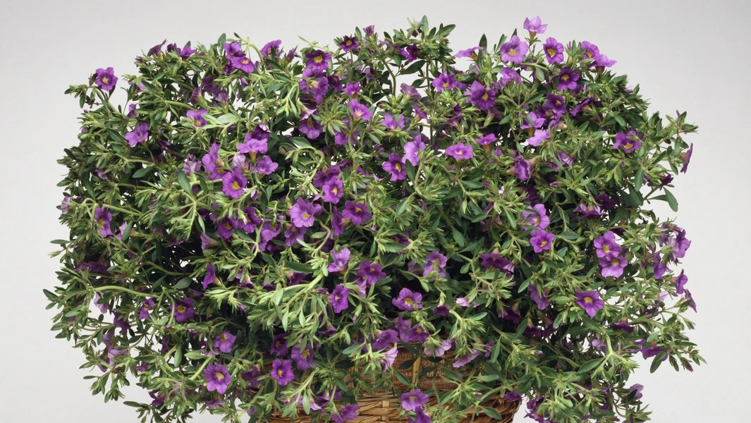 Caring for and reviving petunias