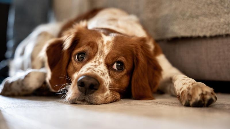 Meloxicam for dogs: uses, dosage and side effects