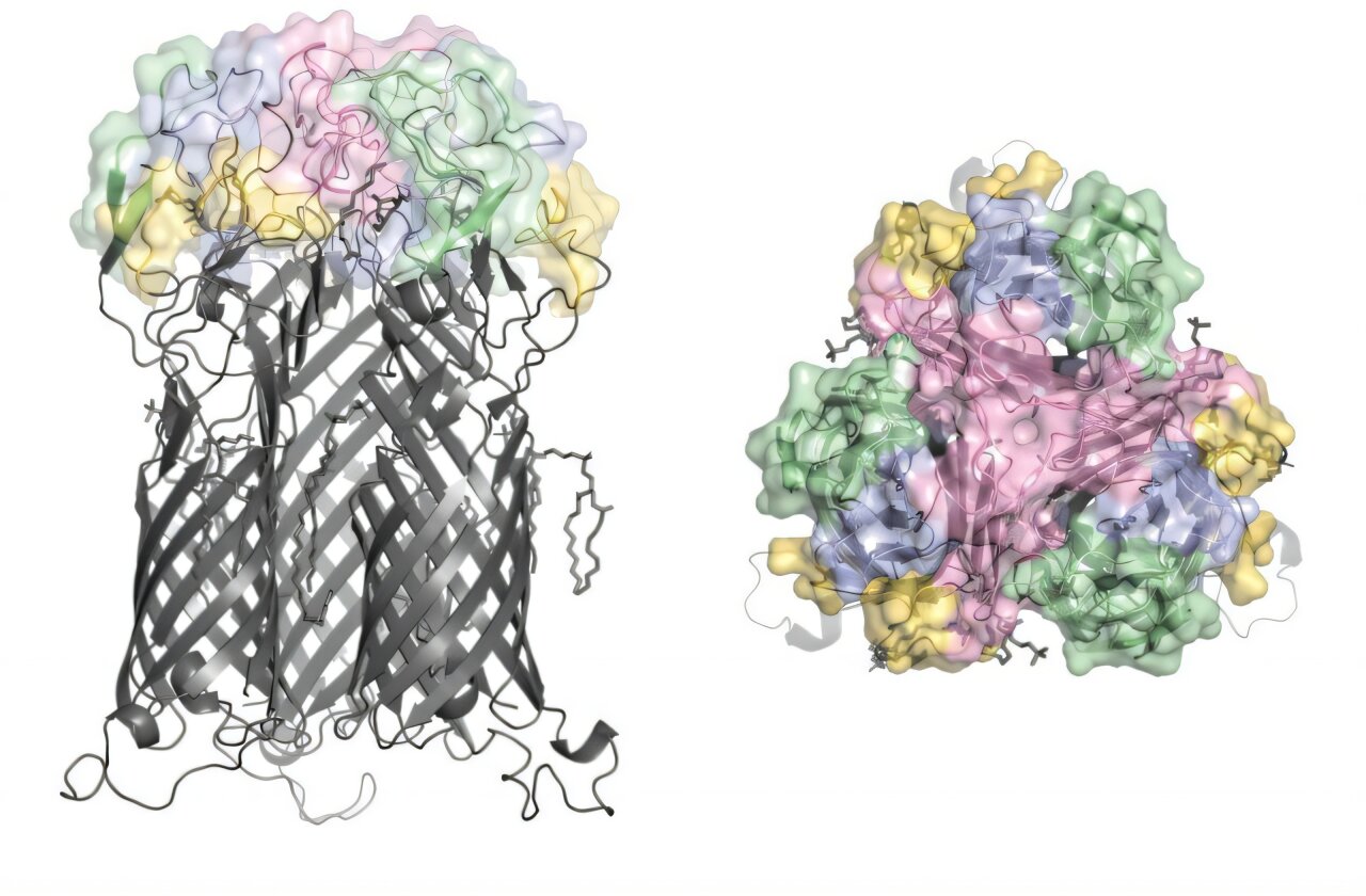 Chlamydia vaccine push gets blueprint as key membrane protein structure ...