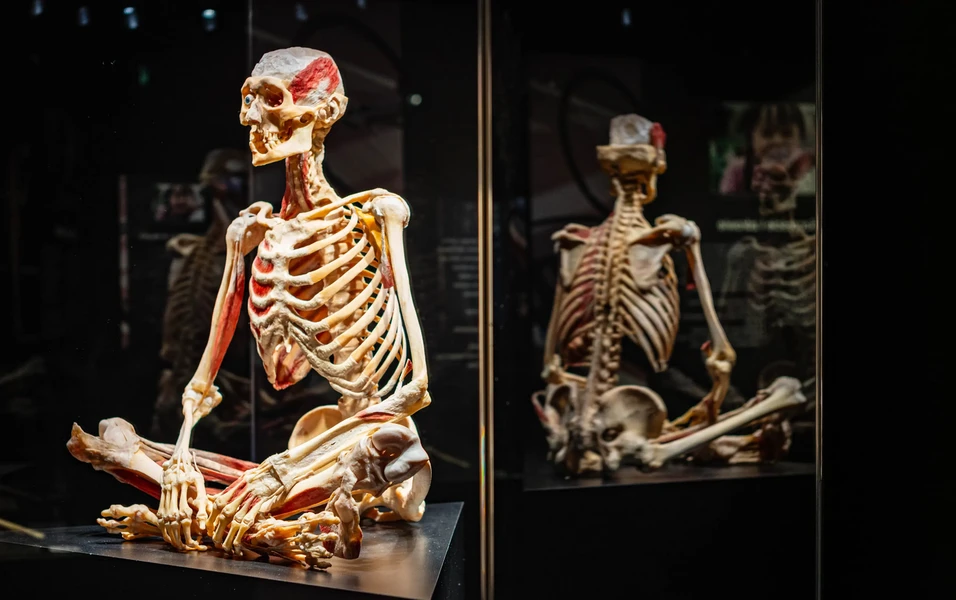 Why your bones are nature’s engineering masterpiece