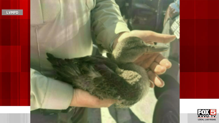 Woman arrested after police say duck was injured, tossed more than 50 ...