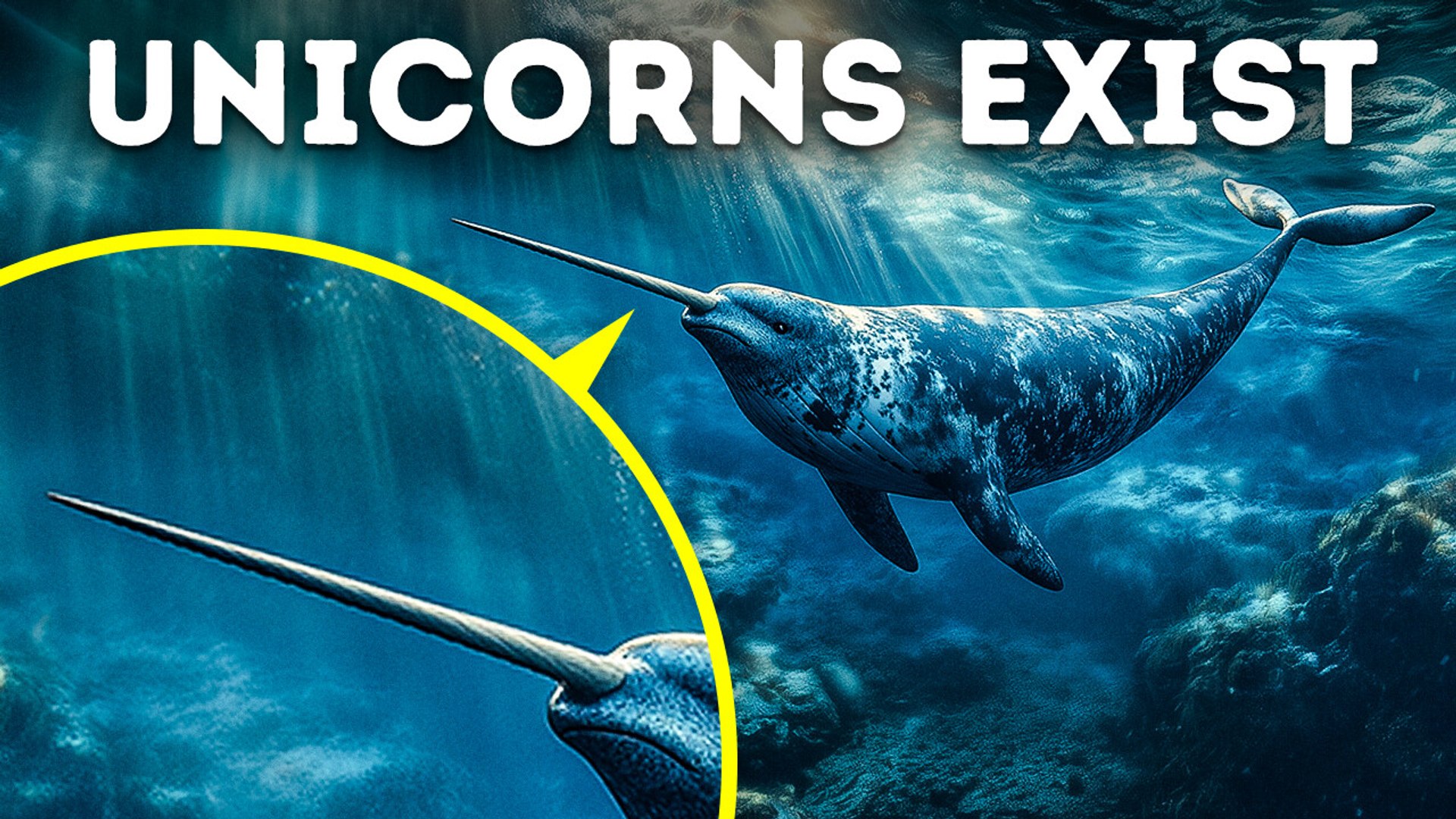 Deep sea mysteries buried in the ocean’s darkest corners