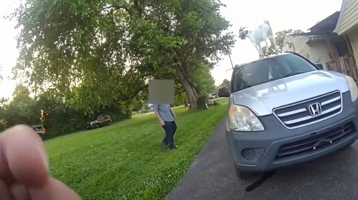 Watch: Goat jumps onto roof of SUV, escapes sheriff's deputies in Ohio