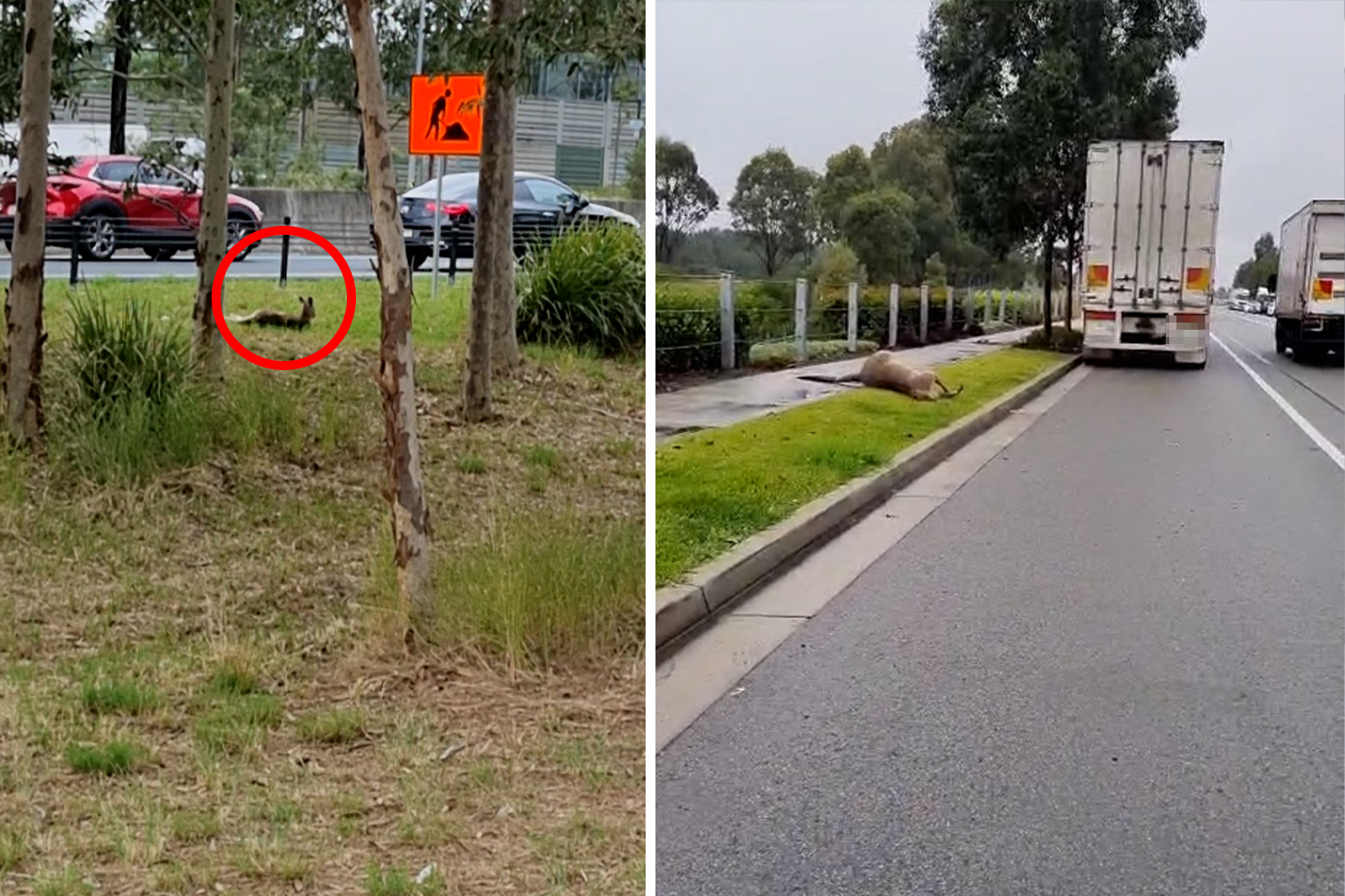Drivers urged to check dashcams for 'cruel' $5,500 offence