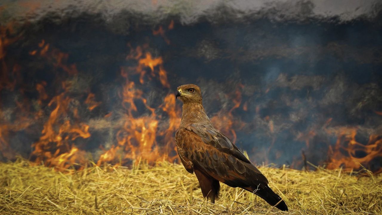Hawk waits beside a wildfire to hunt fleeing animals in award-winning ...