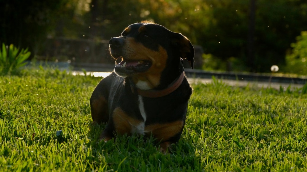 The final act of trust: what many dogs do near the end of life