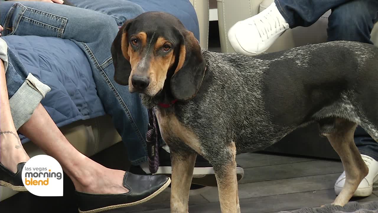 Pick of the litter spotlights Southern Nevada Beagle Rescue Foundation