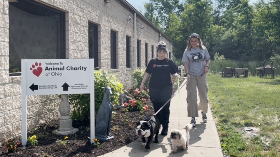 Critical financial challenges force Animal Charity to suspend some ...