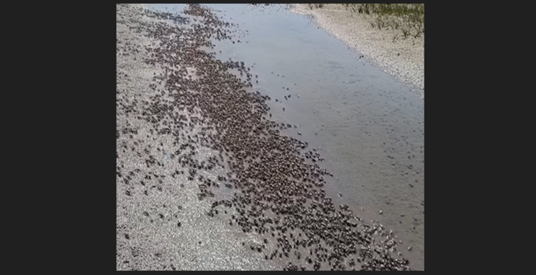 Swarm of creatures made it seem 'the ground was moving' on NC island ...