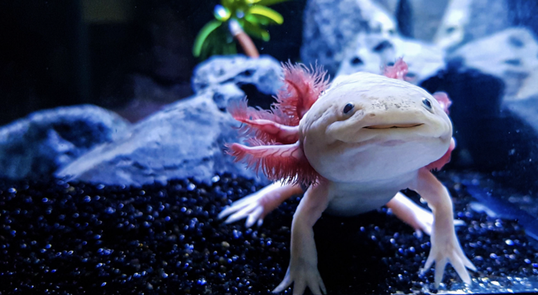 Scientists discovered a rare animal that may hold the key to human ...