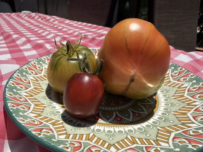 Tomatoes do not need to die on the vine for flavor