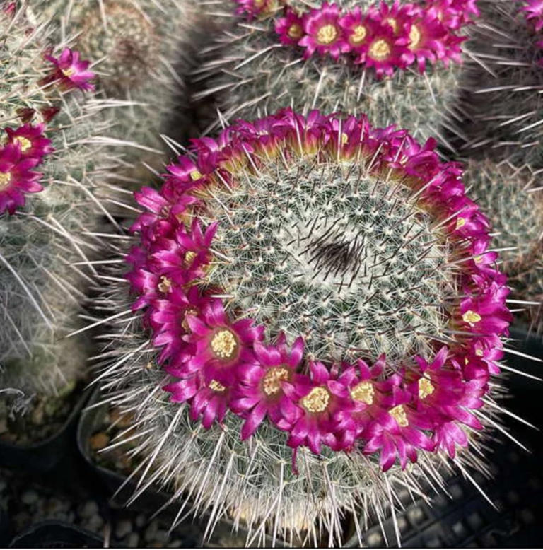 Tom Karwin, on gardening | Selecting succulents for success
