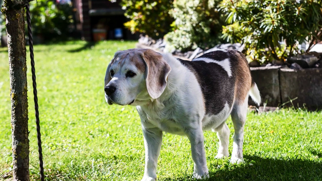 Raising a happy, well-adjusted beagle