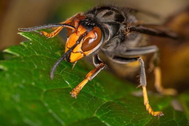 A single yellow-legged hornet nest could become a much bigger problem ...