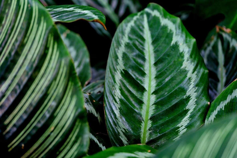 Queste piante amano l’ombra e rendono spettacolari anche i balconi più bui