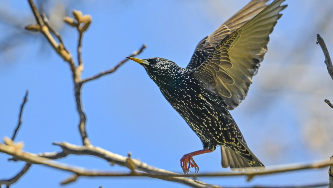 Strategies to keep starlings away from bird feeders