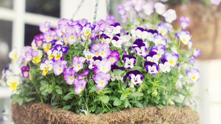 This is the best fertilizer to give hanging baskets a weekly feed for ...