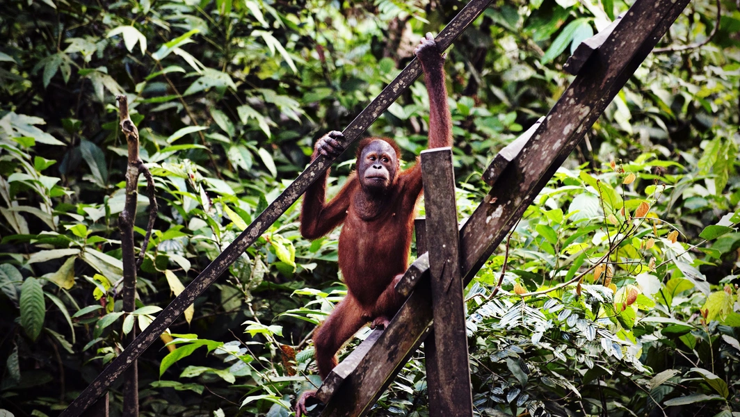 Wild orangutan filmed using canopy bridge in Sumatra