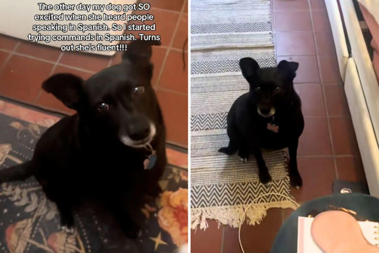 Owner notices dog's reaction when hearing Spanish-Then realizes something