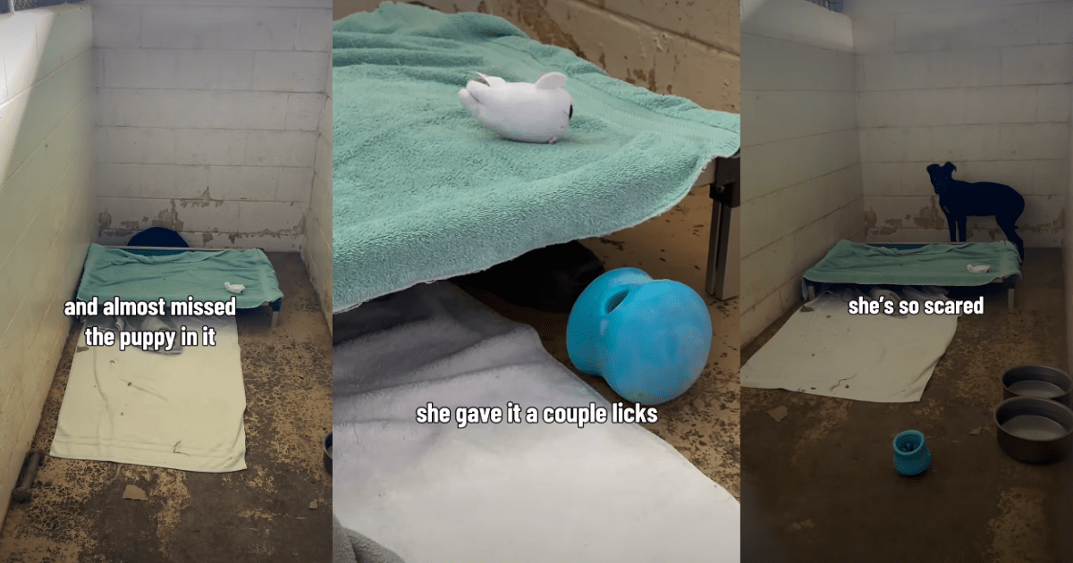 'Scared' shelter dog who hides under kennel bed needs one chance