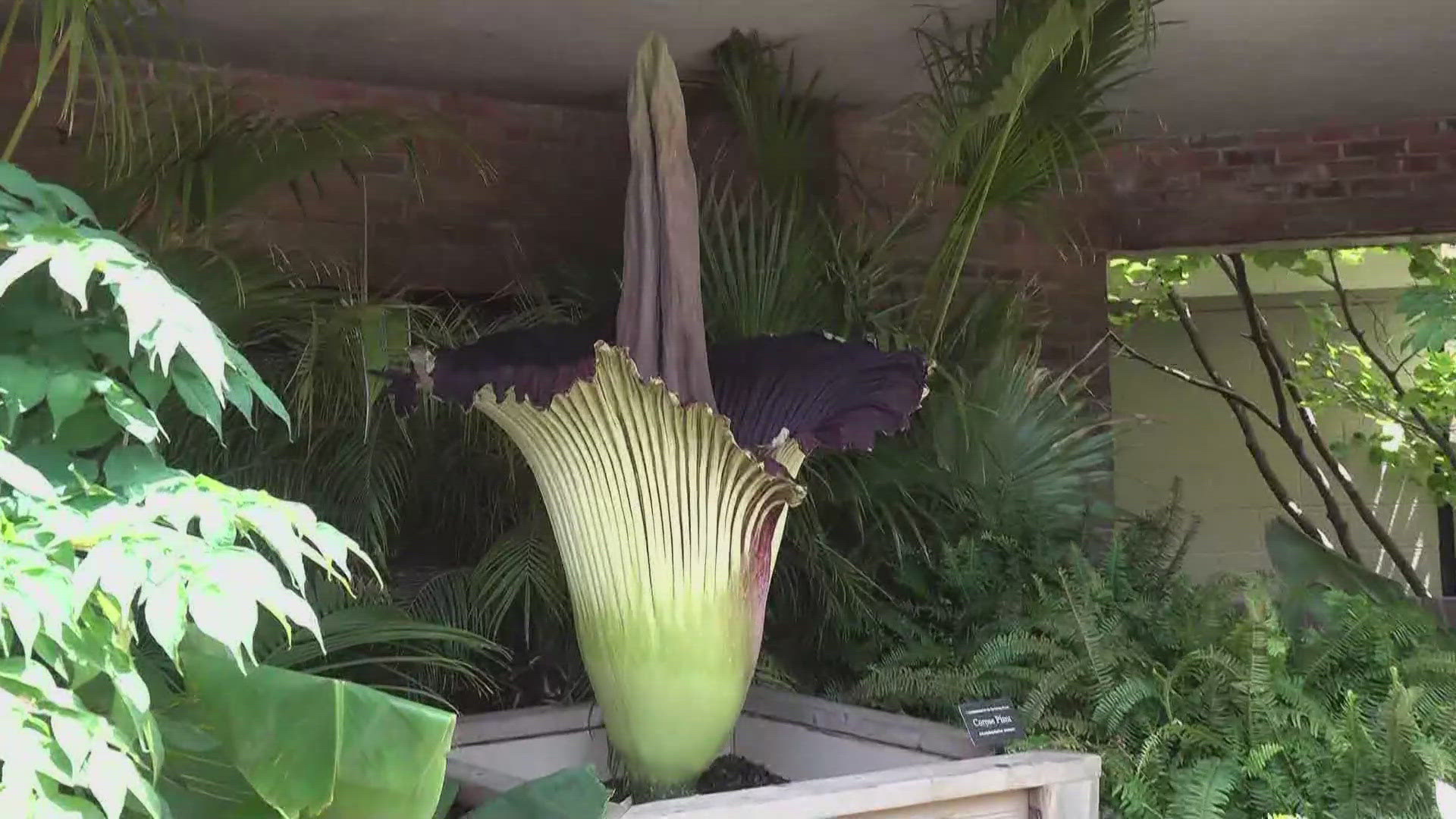 Corpse flower blooming at Cleveland Metroparks Zoo, creating smell of ...