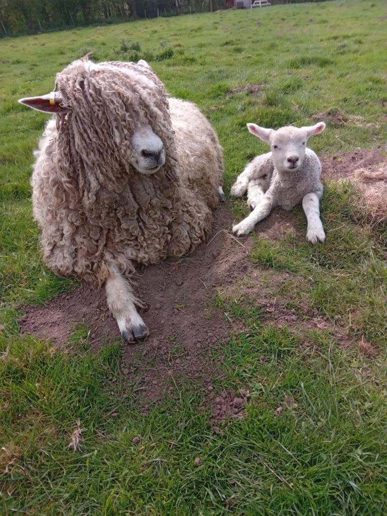 8-foot sheep big enough to make 50 fleece jumpers