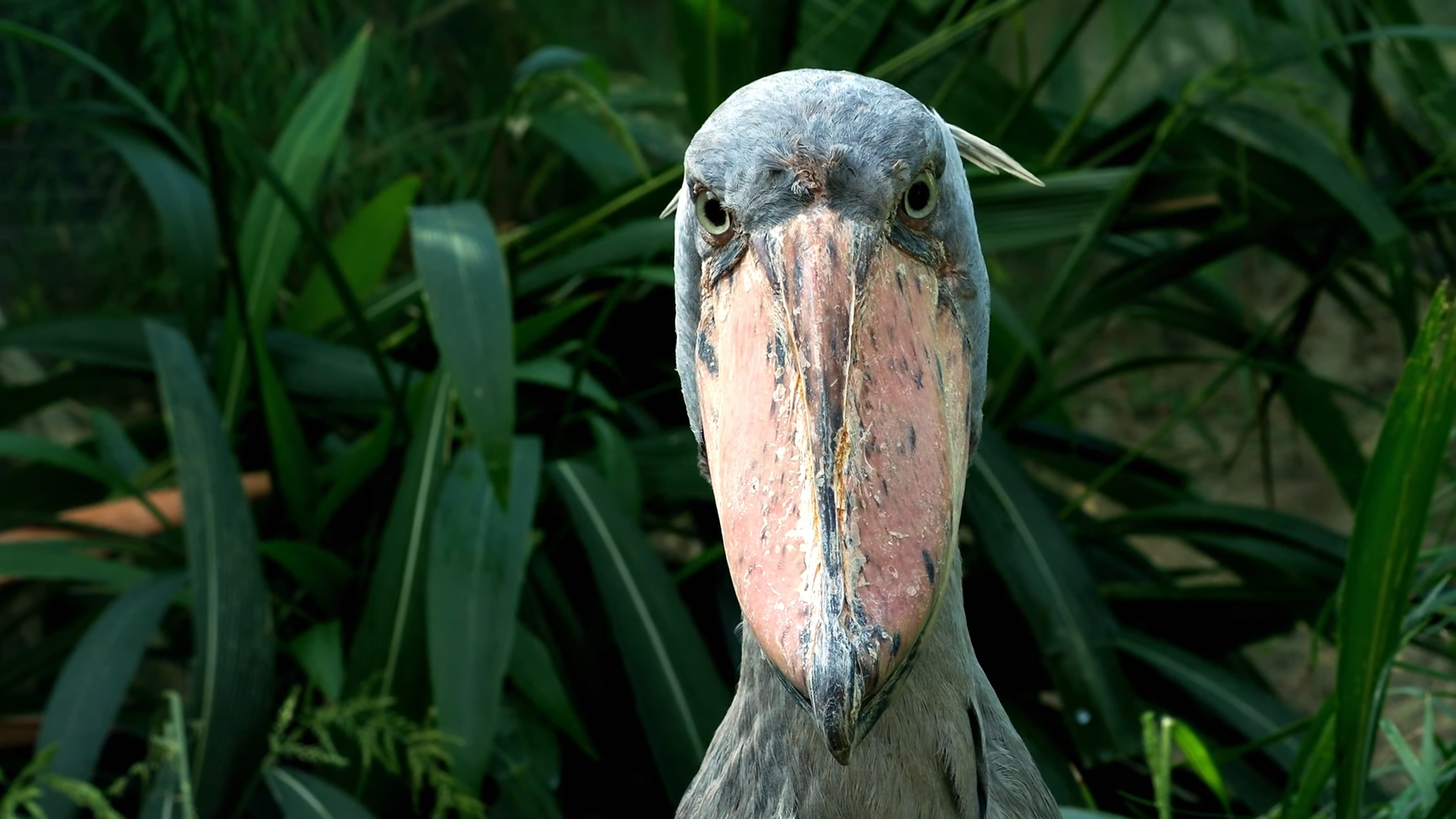 This bird is always angry - and for a good reason