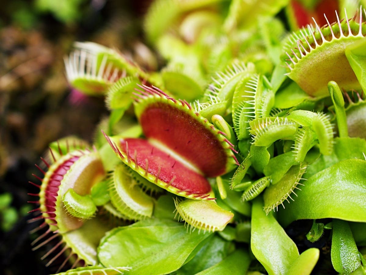 A 'one-of-a-kind' carnivorous plant festival is coming to Alameda